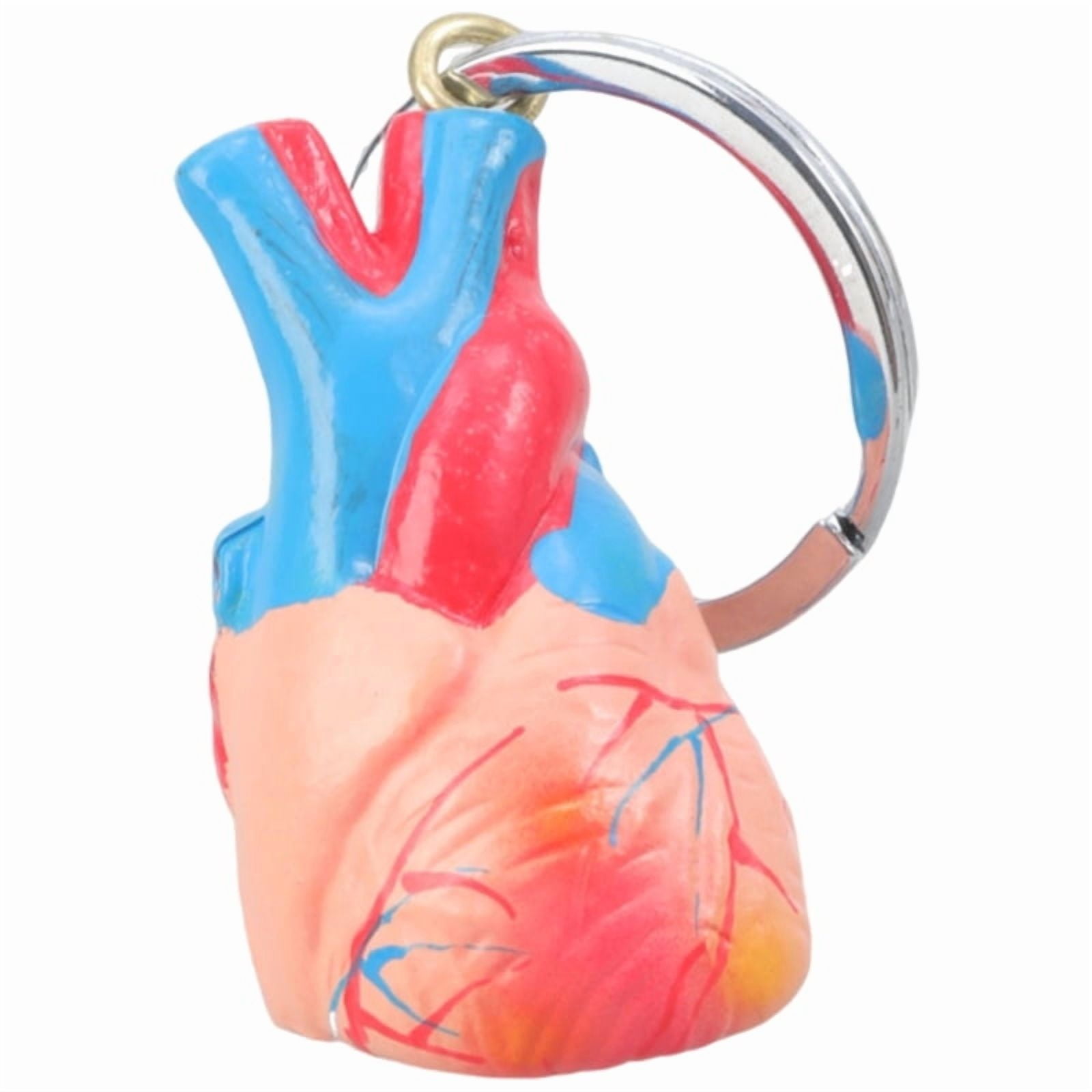 Anatomical Heart Keychain High Detail 3D Printed ABS Model for Students ...