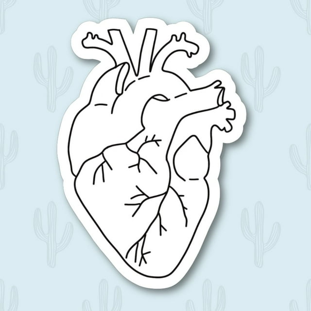 Anatomical Heart Sticker, Heart Anatomy Sticker, Nursing Sticker For ...