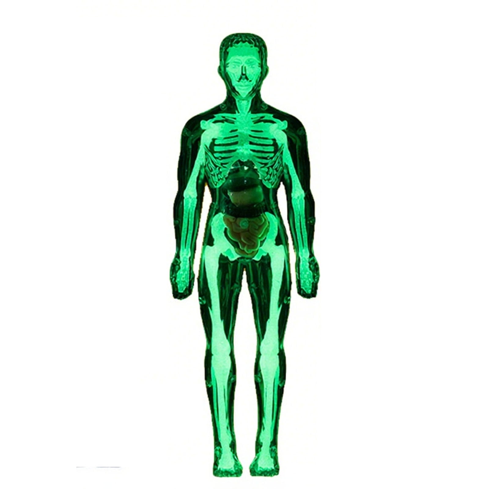 Anatomical Human Body Model Clear Human Skeleton Anatomy Model with ...