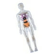 Anatomical Human Body Model Clear Human Skeleton Anatomy Model with ...