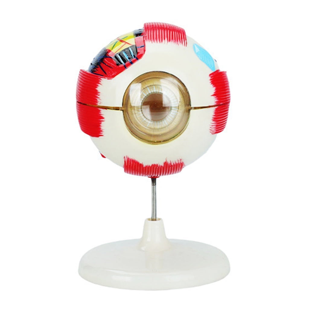 Anatomical Human Eye Model 6X Enlarged Human Eyeball Anatomy Model For ...