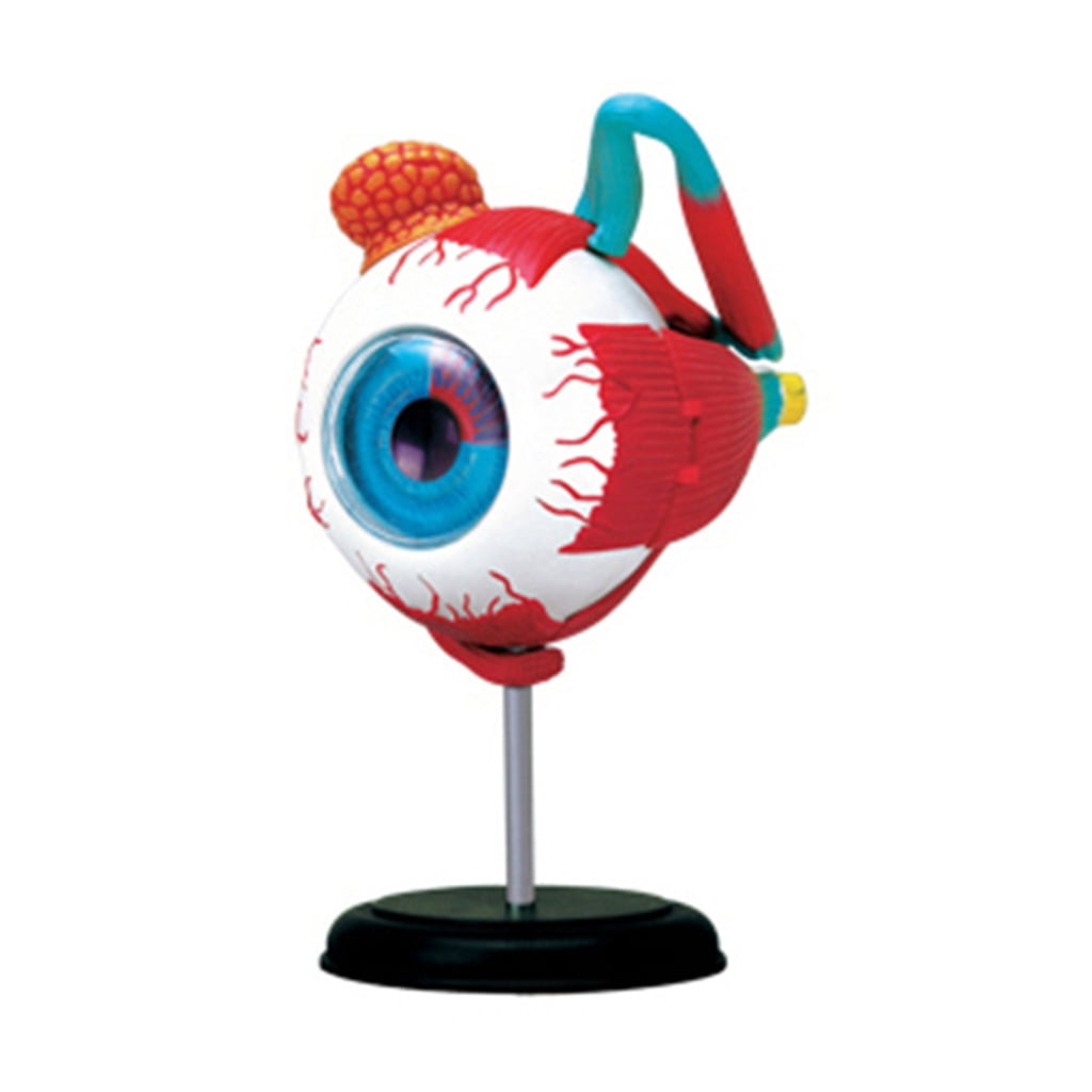 Eye Model 32Parts DIY Teaching Tool Educational Equipment Anatomical ...