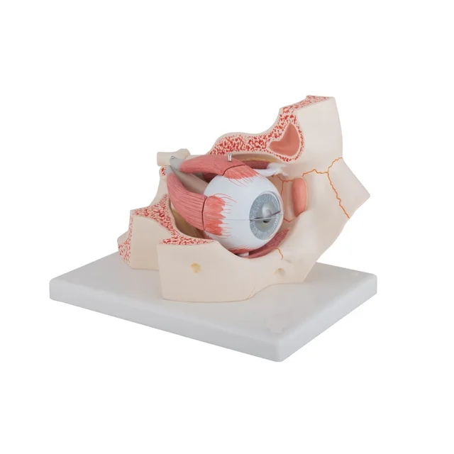 Anatomical Human Eye Model with Orbit – 3x Life Size Dissectible ...
