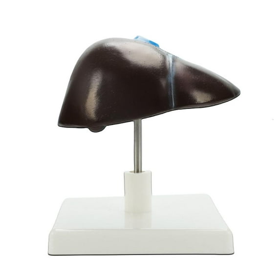 Anatomical Human Liver Model Life Size Hepatic Structure Anatomy Model ...