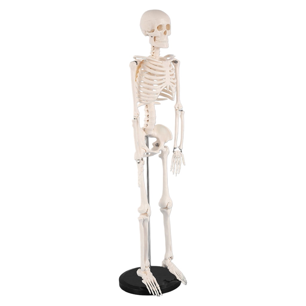 Anatomical Human Skeleton Model Life Size Human Bone Anatomy Model ...