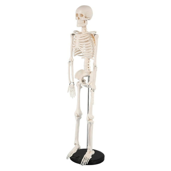 Anatomical Human Skeleton Model Movable Arms Legs 33.5 Inch with Metal ...