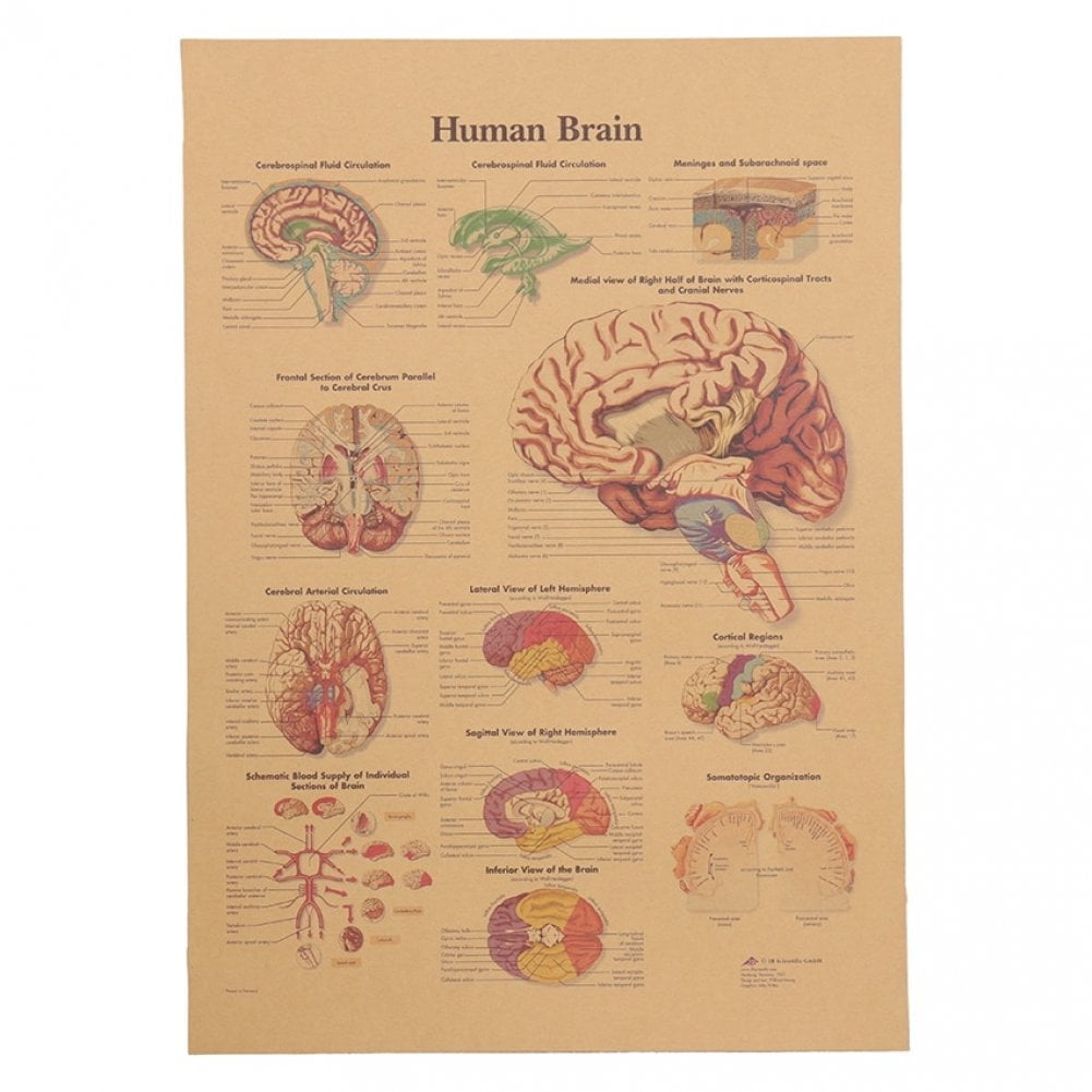 Hsqqdc Vintage Human Brain Anatomy Poster, Kraft Paper Educational ...