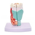 Anatomical Larynx Model Removable Human Throat Anatomy Model Life Size ...