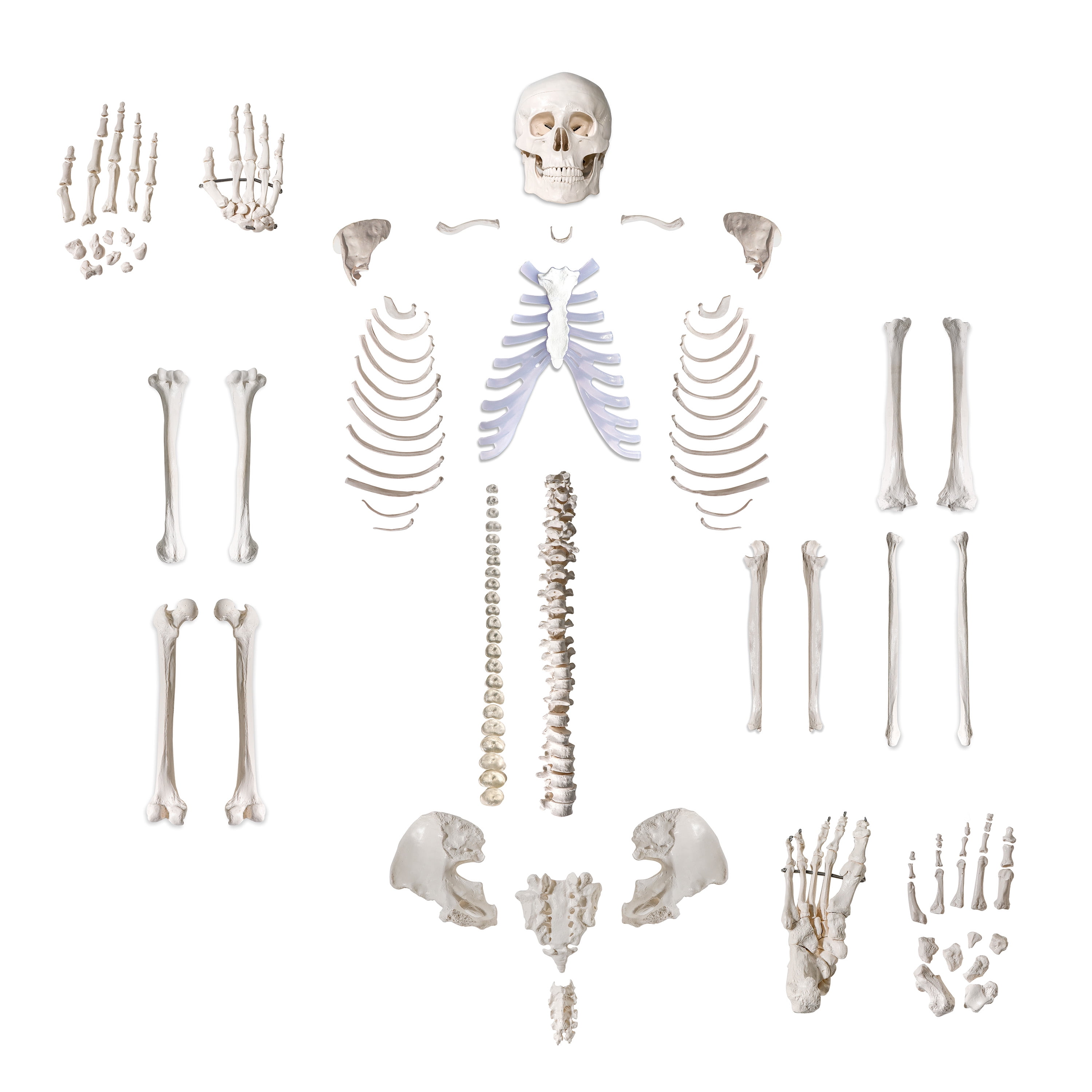 Anatomical Life Size Disarticualted Human Skeleton Model - Walmart.com