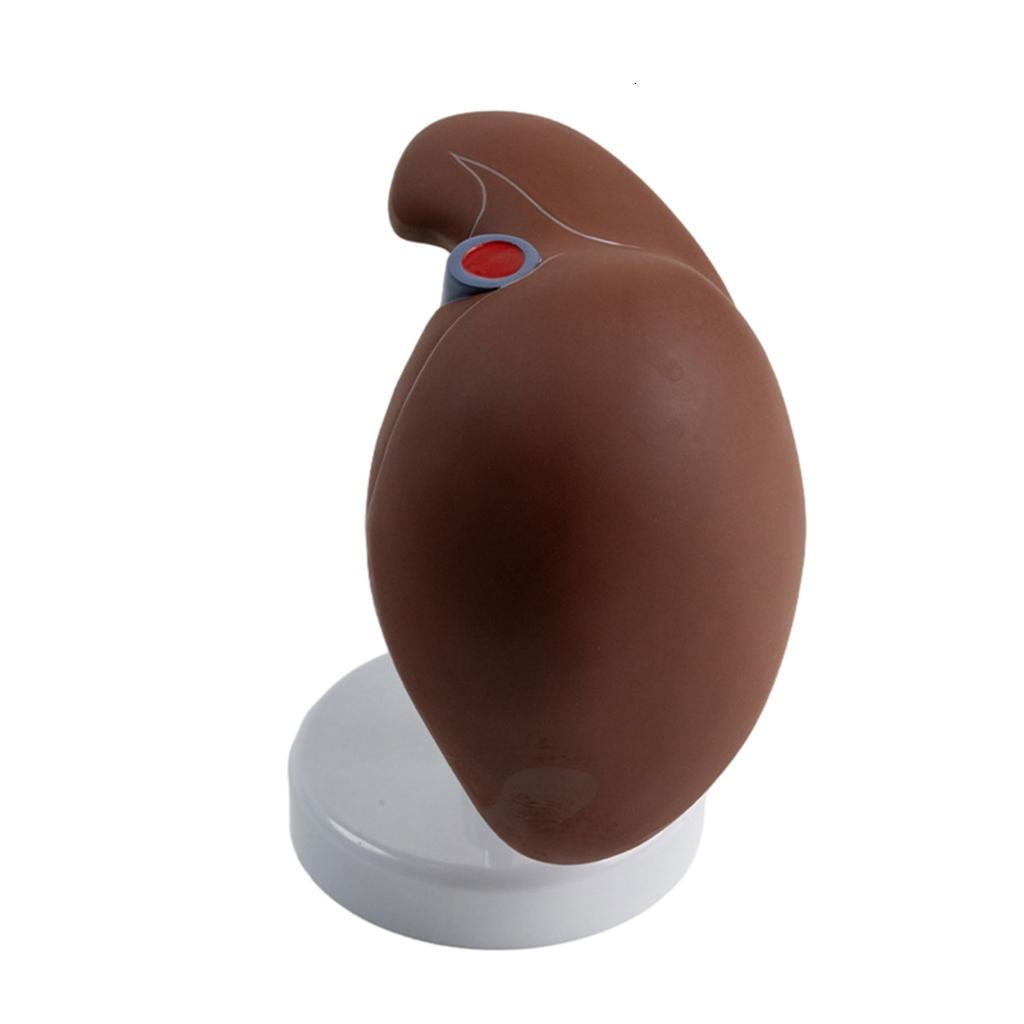 Anatomical Liver Model Human Liver Anatomy Model for Disease Study ...