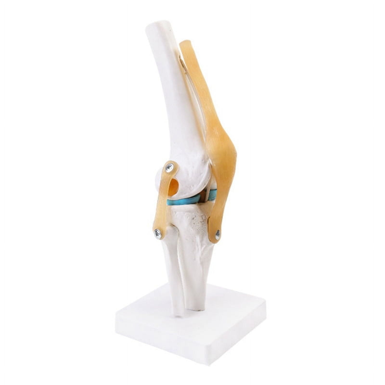 Anatomical Medical Knee Joint with Ligaments Model,Life Size,Orthopedic ...