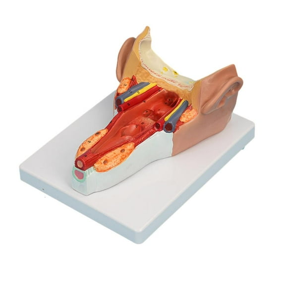 Anatomical Pharyngeal Wall Muscle Model, Human Pharyngeal Anatomy Model ...