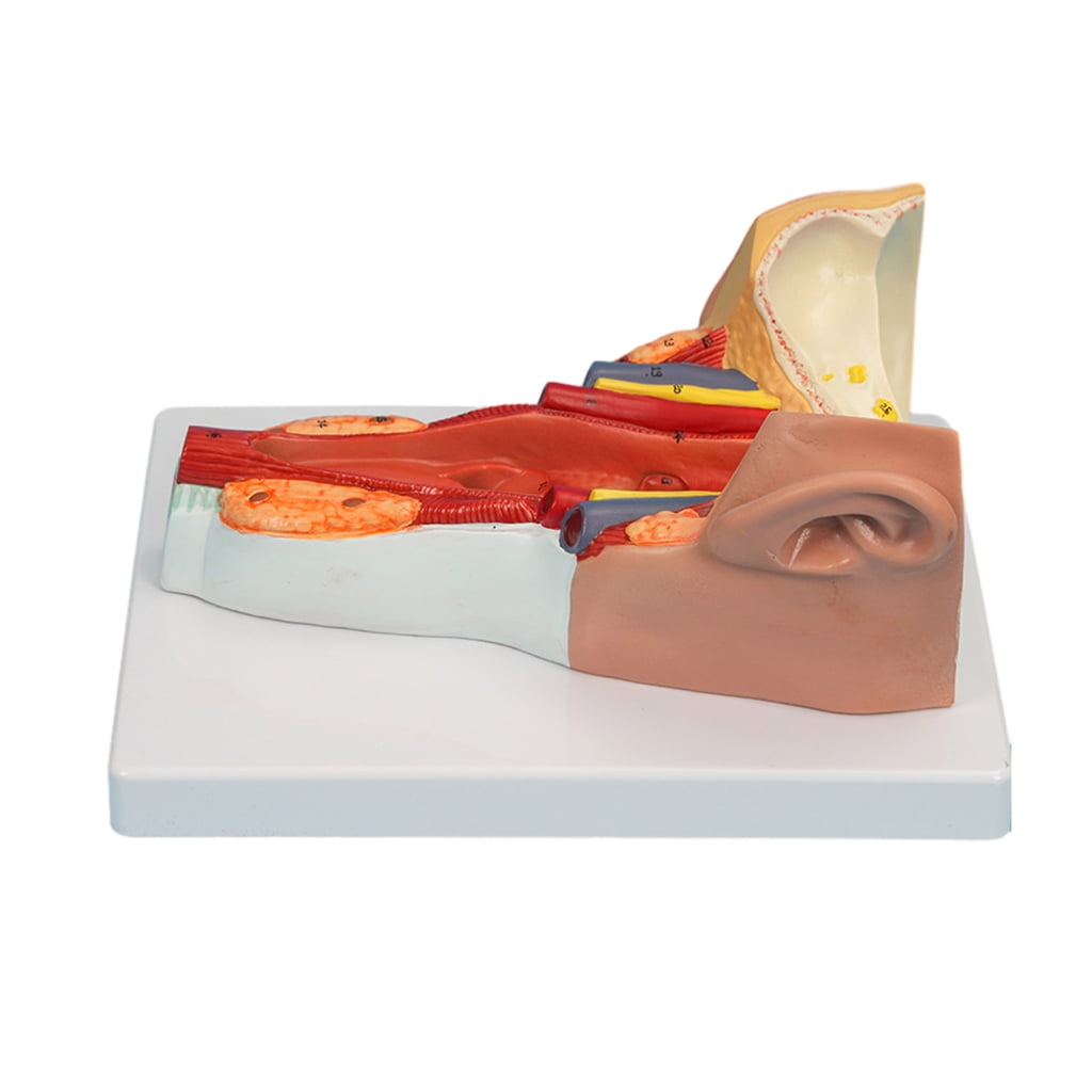 Anatomical Pharyngeal Wall Muscle Model for Disease Study, Human Organ ...