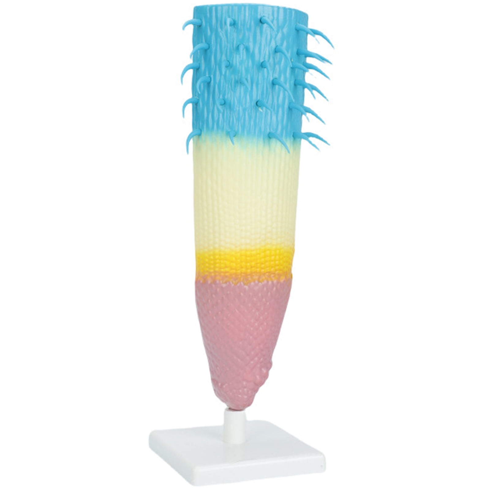 Anatomical Plant Root Model Biology Teaching Aid Realistic PVC Plant ...