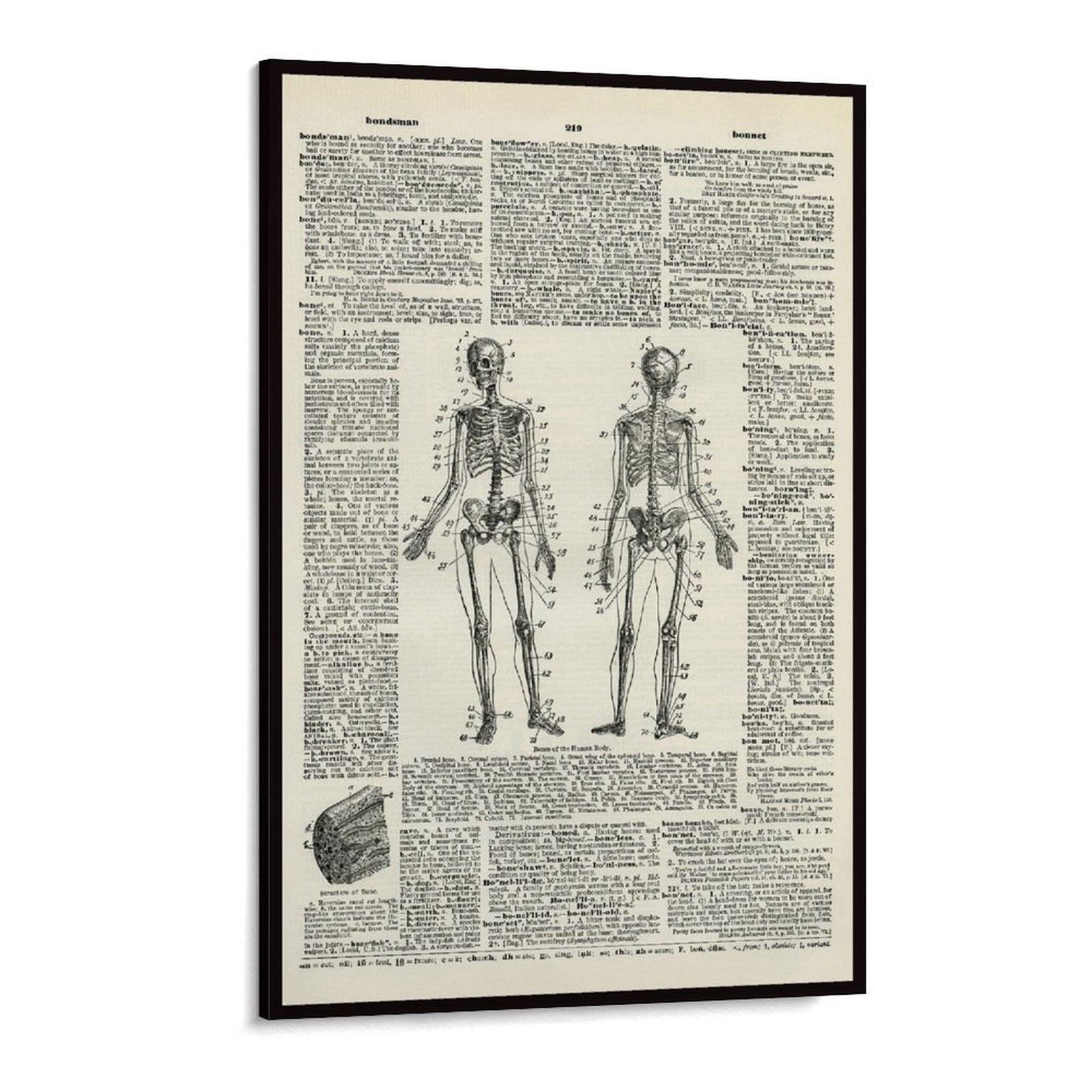 Anatomical Poster The Human Skeleton Posters (2) Poster Cool Artworks ...
