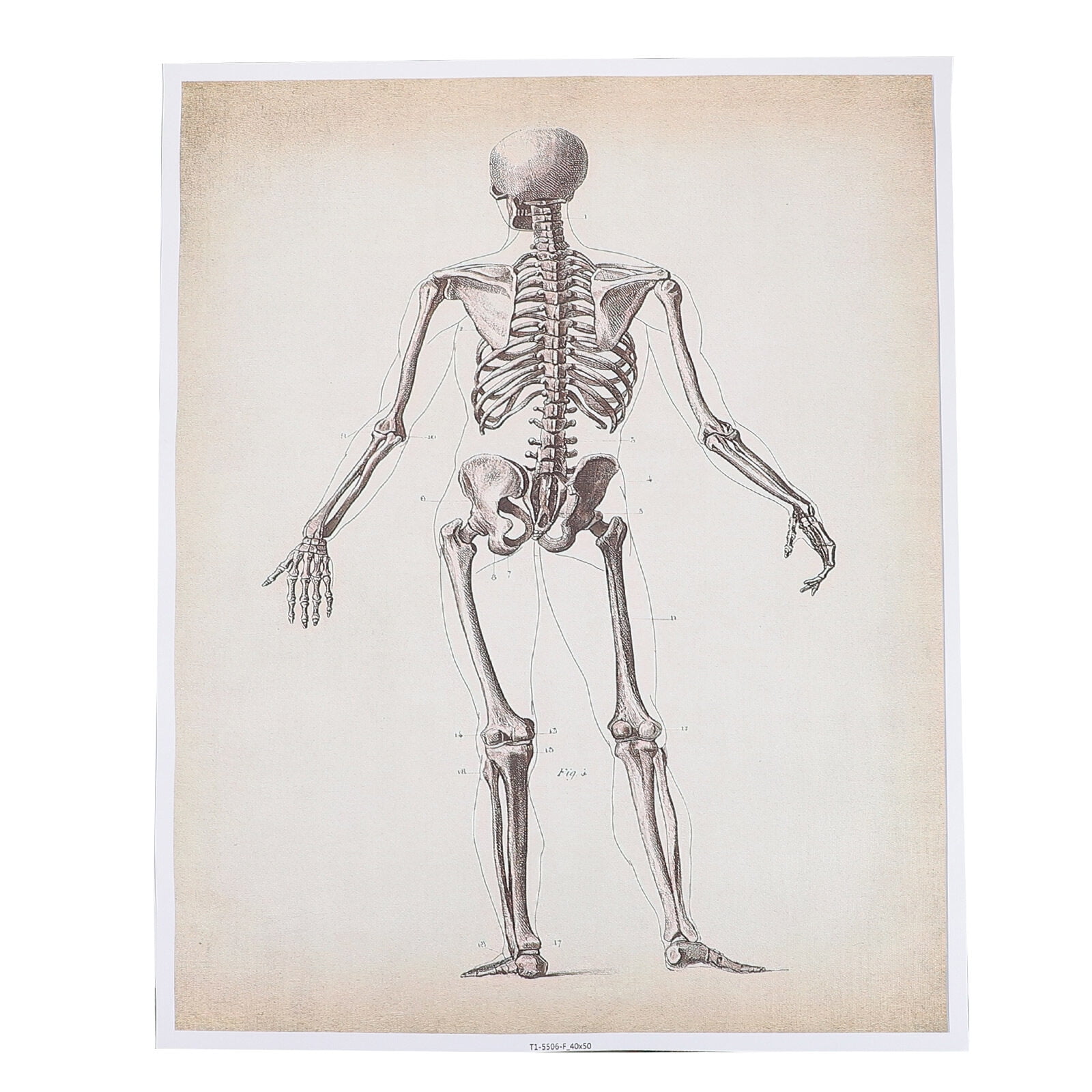 Anatomical Poster Skeletal Structure Poster Skeletal System Chart Wall ...