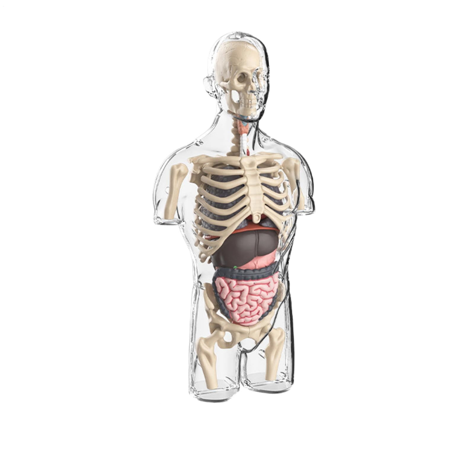 Anatomical Science Style Toy Detachable Anatomy Set | Realistic Body ...