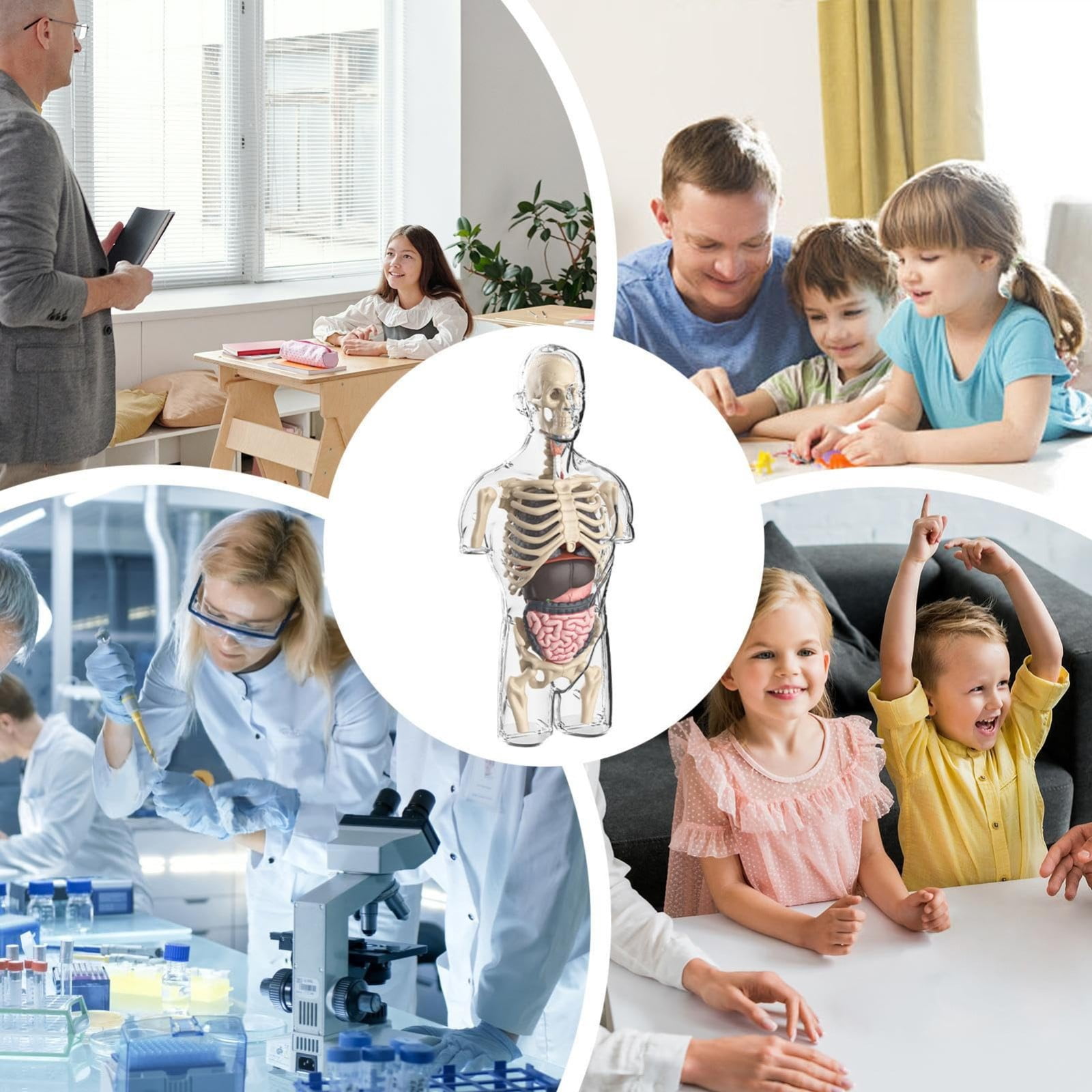Anatomical Science Style Toy Set | Realistic Educational Anatomy ...
