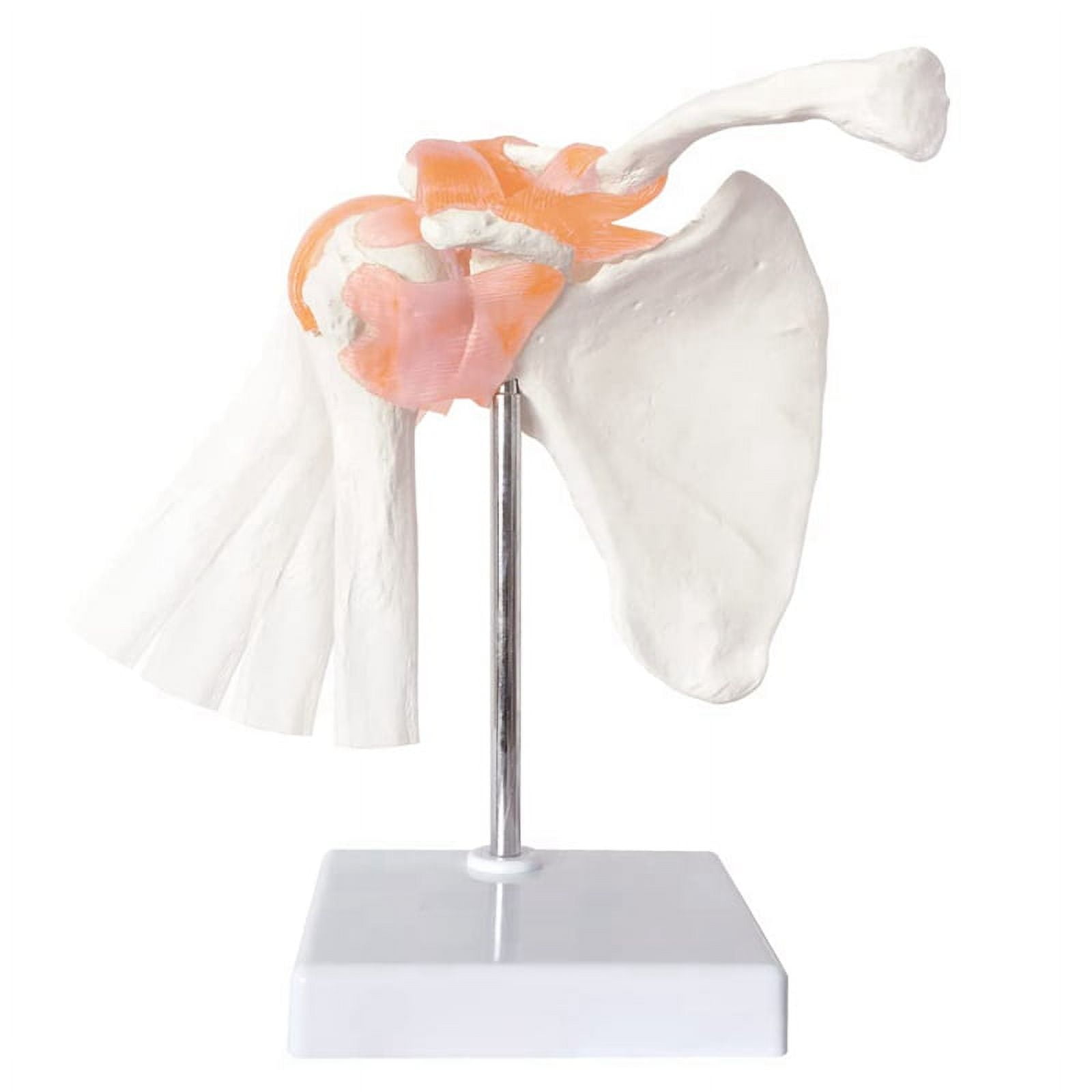Anatomical Shoulder Joint Model Anatomy Skeleton, Human Body Shoulder ...