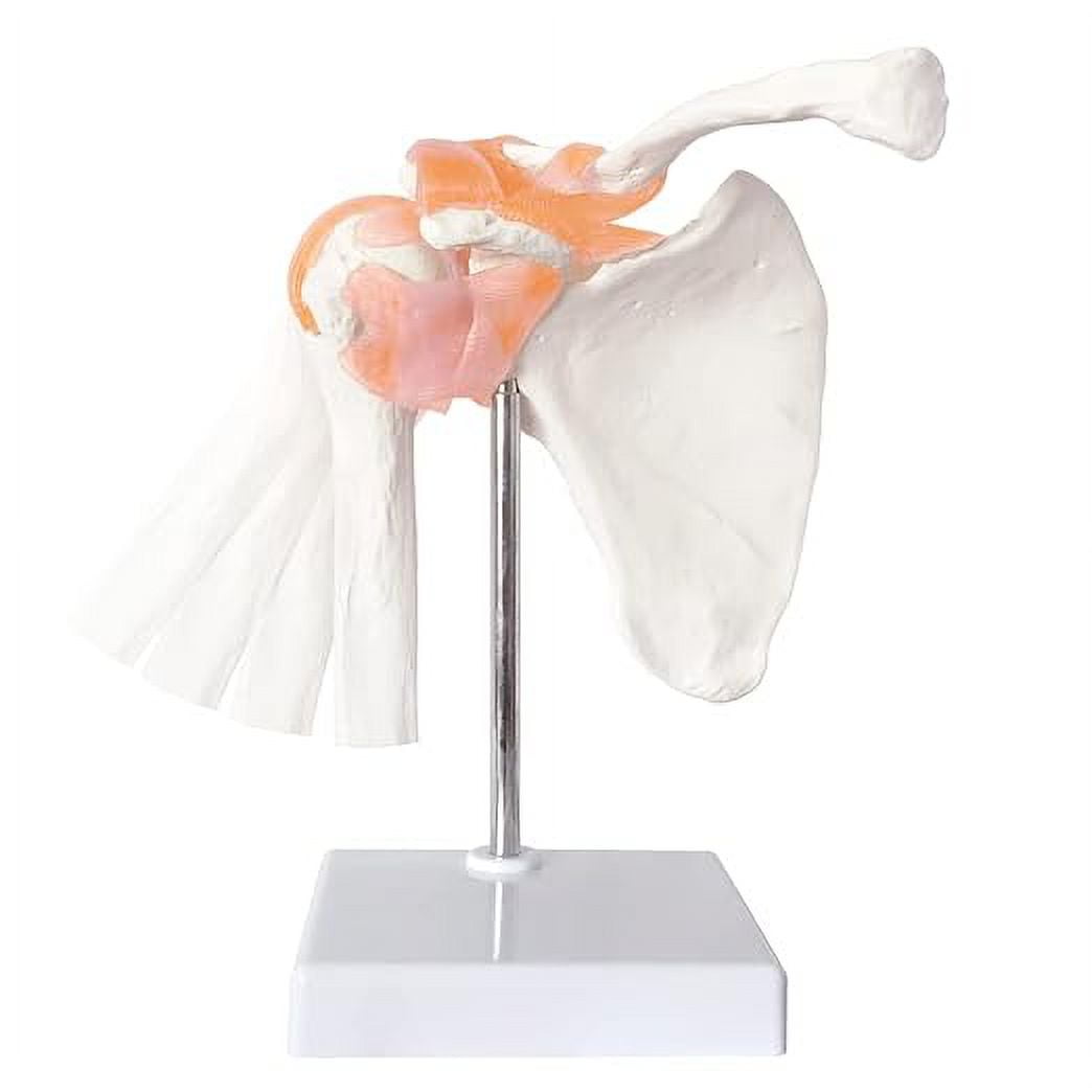 Anatomical Shoulder Joint Model Medical Anatomy Skeleton, Human Body ...