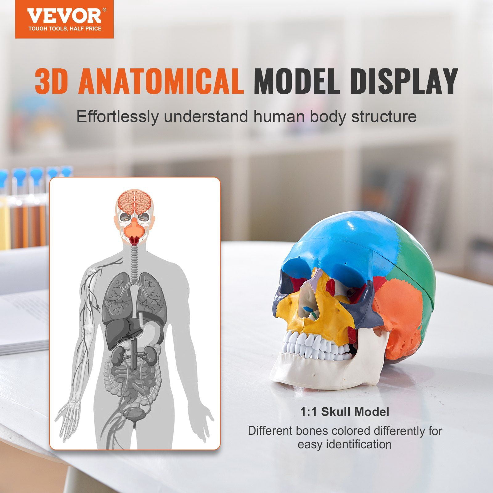 Anatomical Skull Model, 8-Piece Brain & 3-Piece Skull, Life-Size PVC ...
