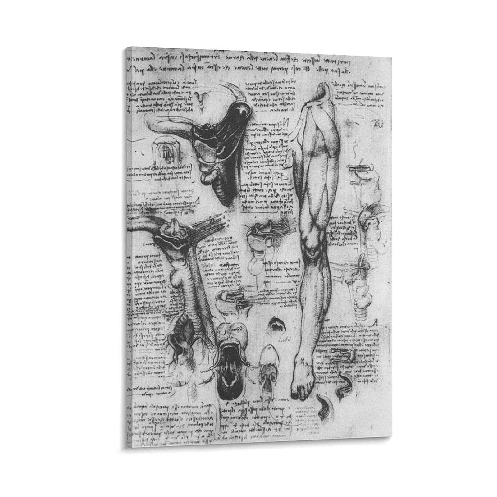 Anatomical Studies (Larynx And Leg) by Leonardo Da Vinci Posters Room ...