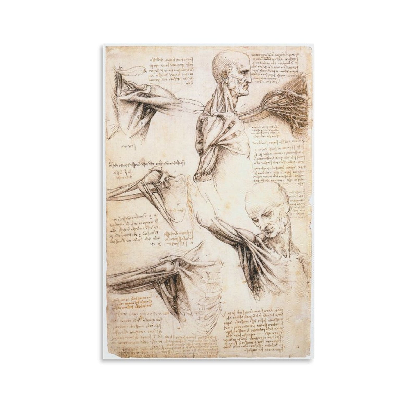 Anatomical Studies of The Shoulder by Leonardo Da Vinci Posters Picture ...