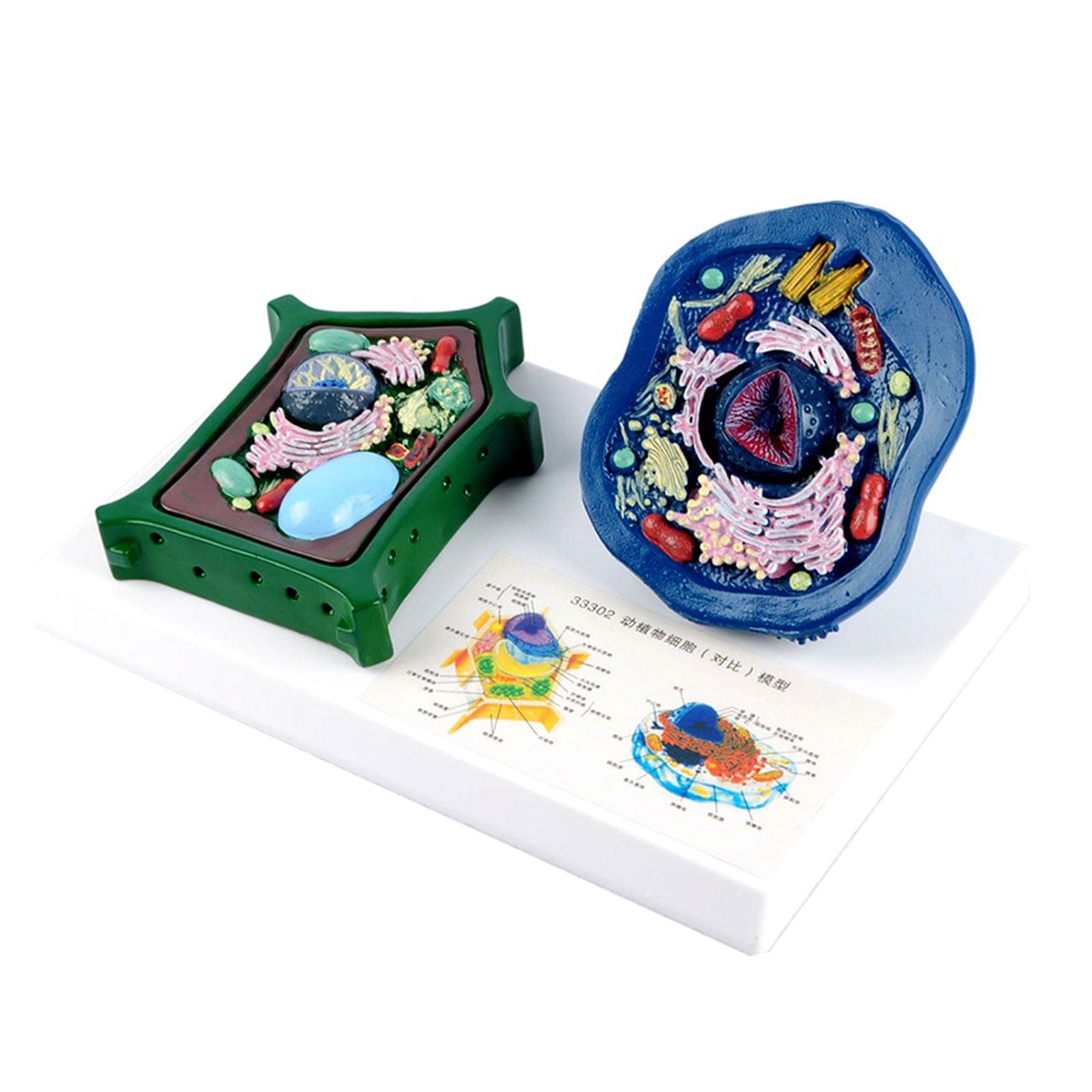 Anatomical and Plant Cell Anatomy Model With Removable Parts Biology ...