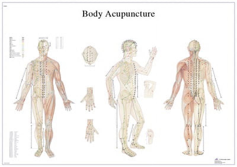 Anatomical chart: acupuncture body, laminated - Walmart.com