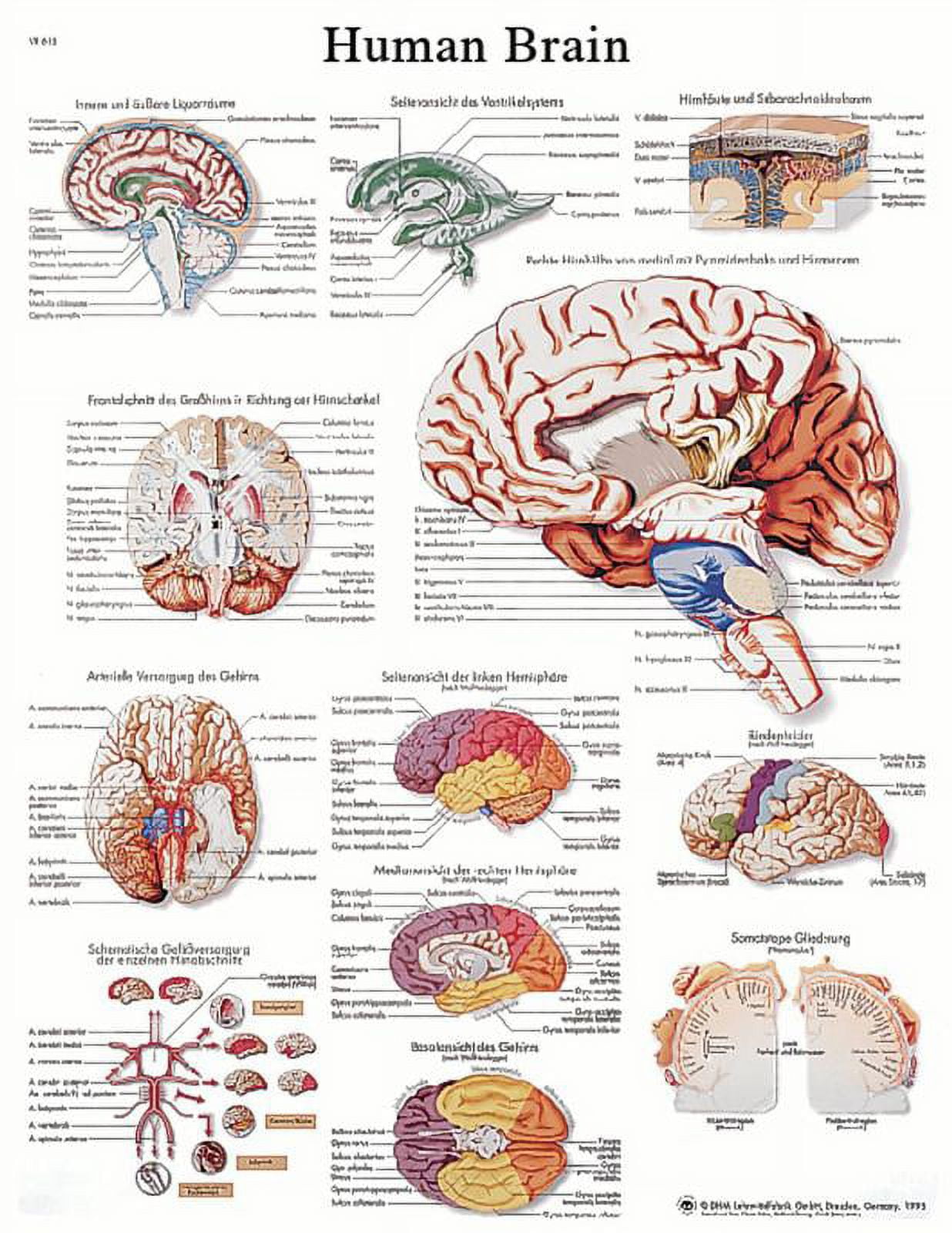 Anatomical chart: brain, laminated - Walmart.com