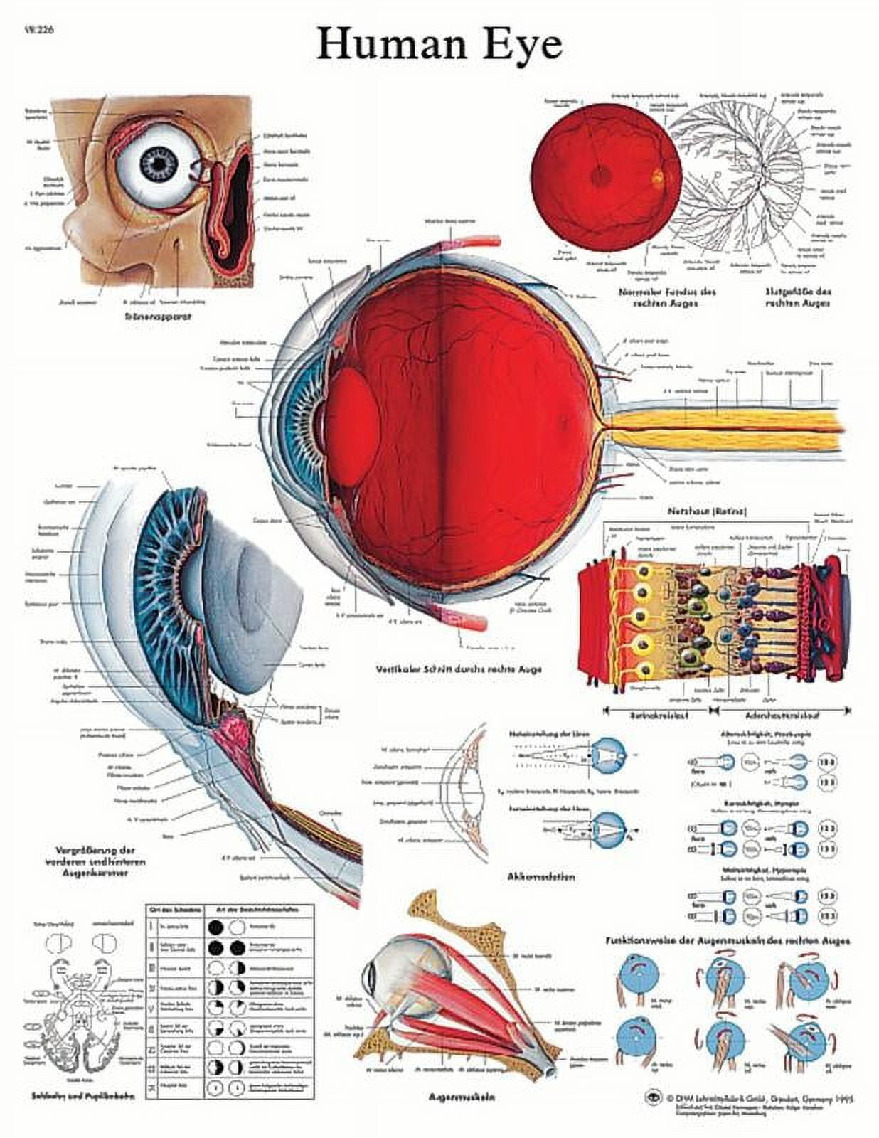 Anatomical chart: eye, laminated - Walmart.com