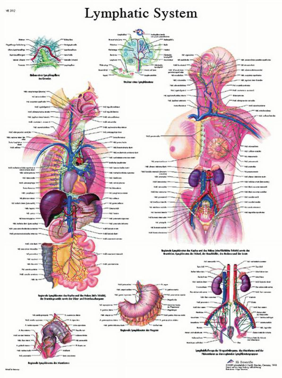 Anatomical chart: lymphatic system, laminated - Walmart.com