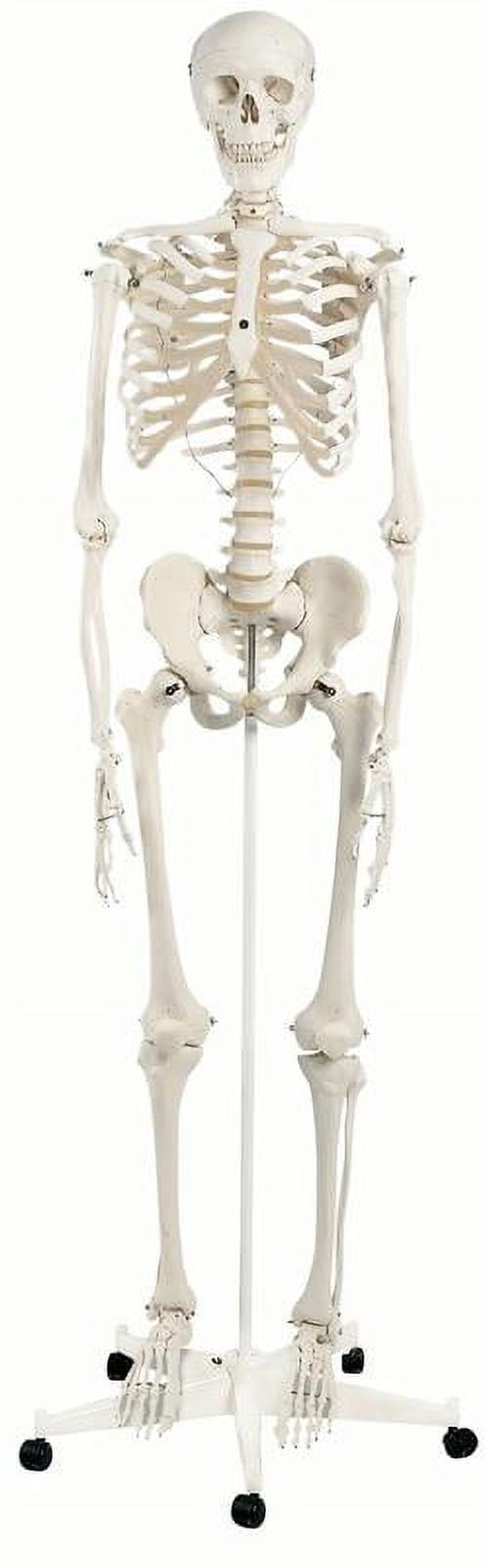 Anatomical model: Stan the standard skeleton - Walmart.com
