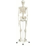 Anatomical model: Stan the standard skeleton - Walmart.com