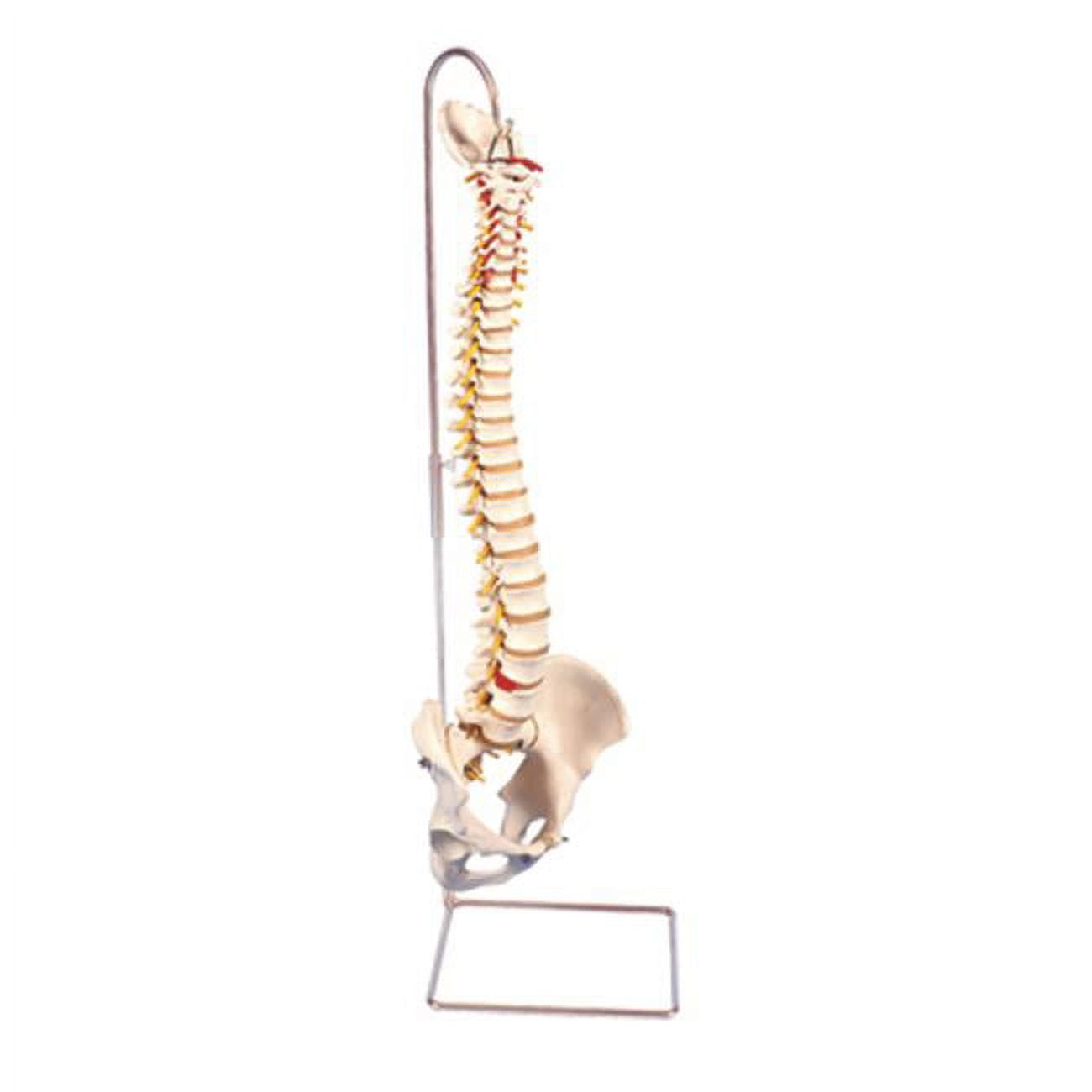 Anatomical model: flexible spine W/ o stand - Walmart.com