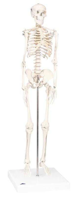 Anatomical model: mini skeleton - Walmart.com