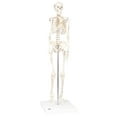 Anatomical model: mini skeleton - Walmart.com