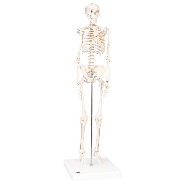 Anatomical model: mini skeleton - Walmart.com