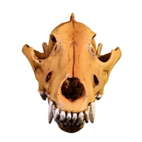 Wolf Skeleton