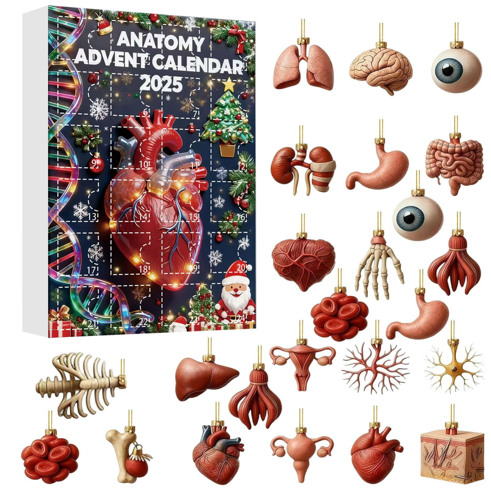Anatomy Advent Calendar 2025 Human Organ Surprises Funny Acrylic ...