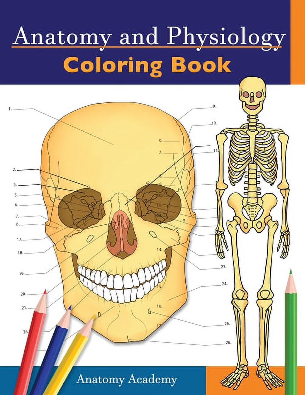 Skeleton Coloring Pages Anatomy