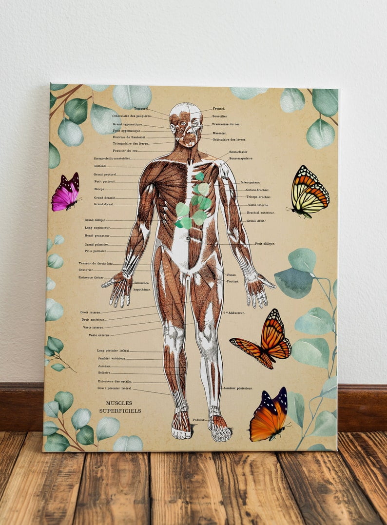 Anatomy Art, Anatomy Dictionary Art, Dictionary Wall Decor, Muscles In ...