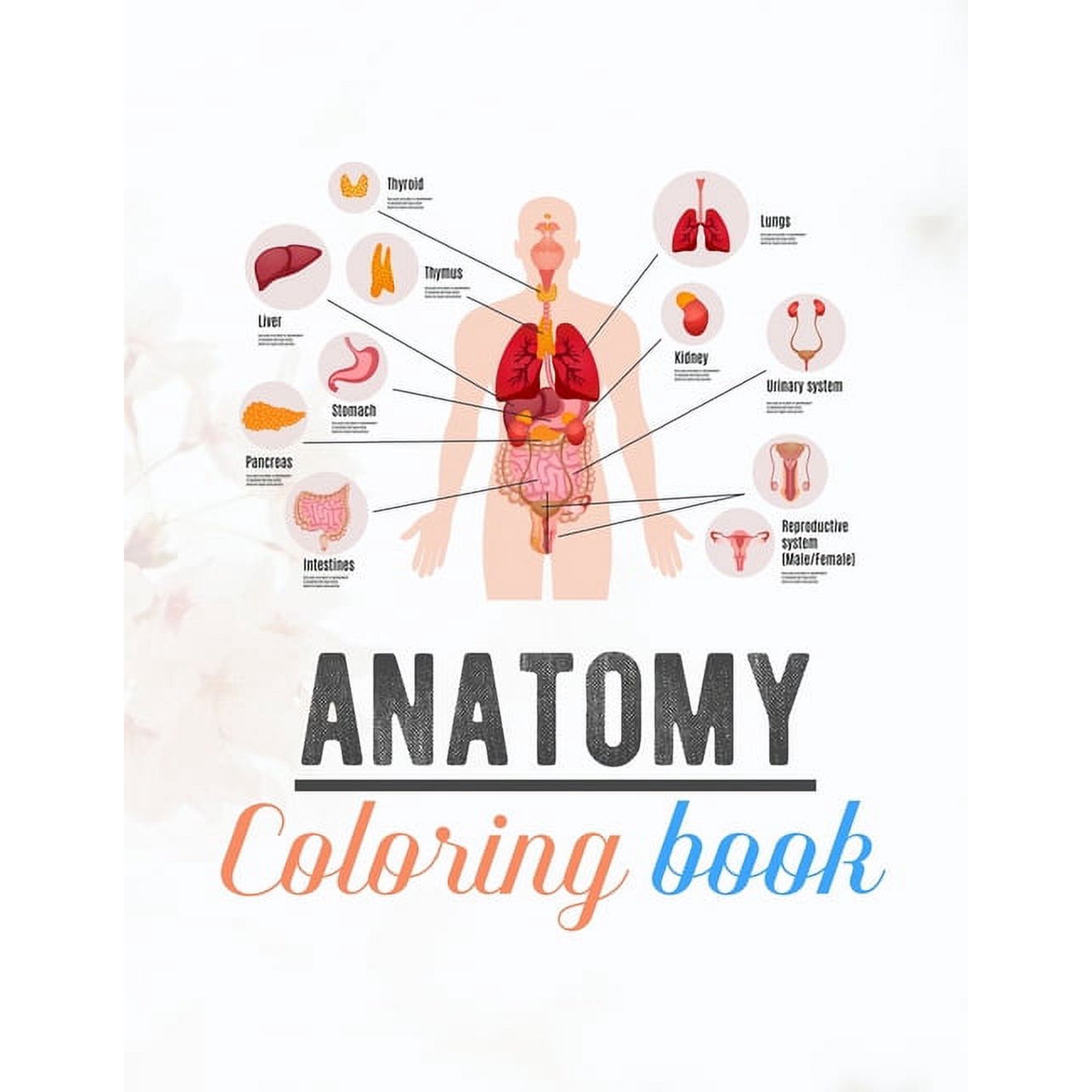 Human Stomach Coloring Page