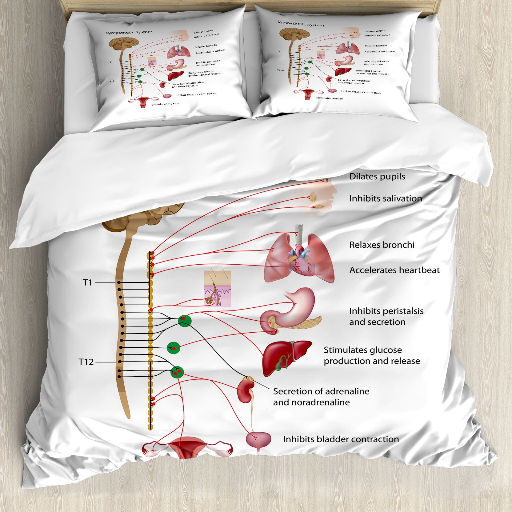 Anatomy Duvet Cover Set, Sympathetic System Functions Scheme Biology Plain Background ...