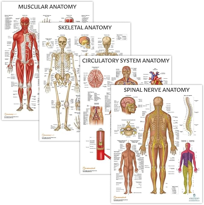 Anatomy Lab 4 PACK Muscular, Skeletal, Circulatory Systems and Spinal ...