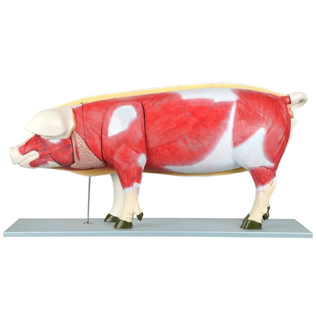 Anatomy Lab Domestic Pig (Sus scrofa domesticus) Anatomy Model ...