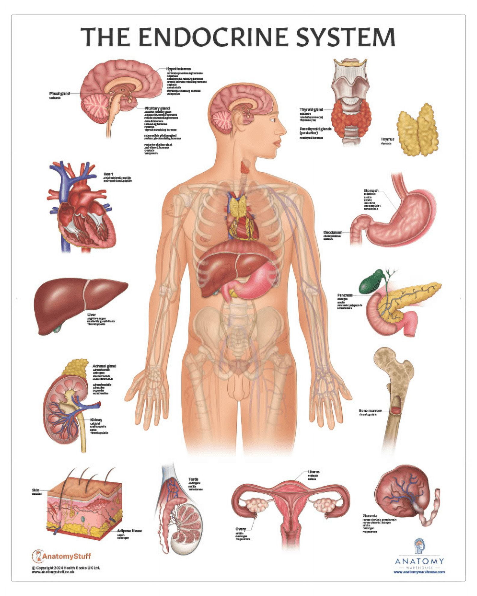 Anatomy Lab Endocrine System Laminated Poster - Walmart.com