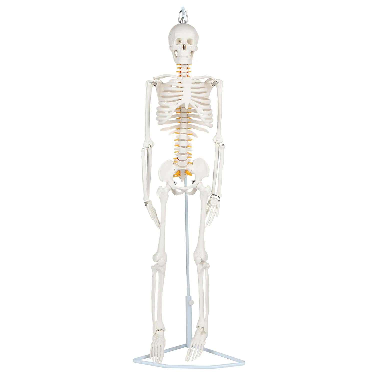 Anatomy Lab Essential Flexible Mini Human Skeleton, 35" Mini Skeleton ...