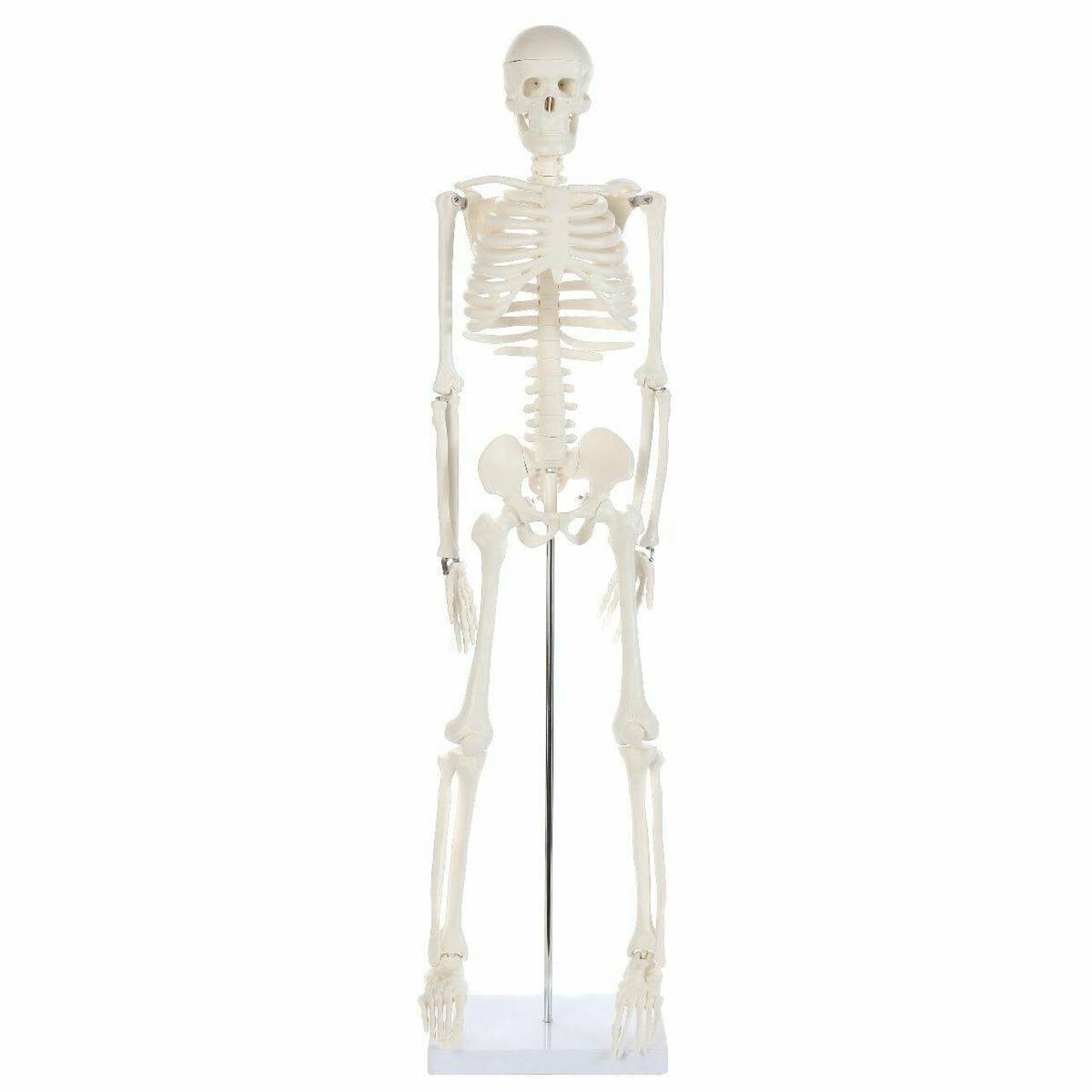 Anatomy Lab Human Skeleton Model Mini with Stand, Movable Joints 35 ...