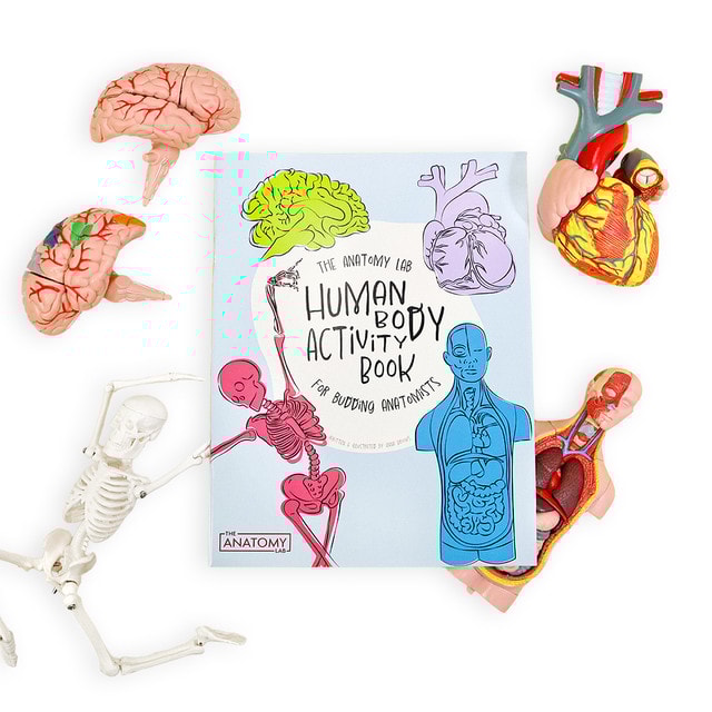 Anatomy Lab Human Body Model Kit for Kids - Elementary Anatomy Mini ...
